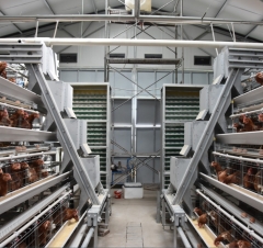 A Type Layer Chicken Equipments